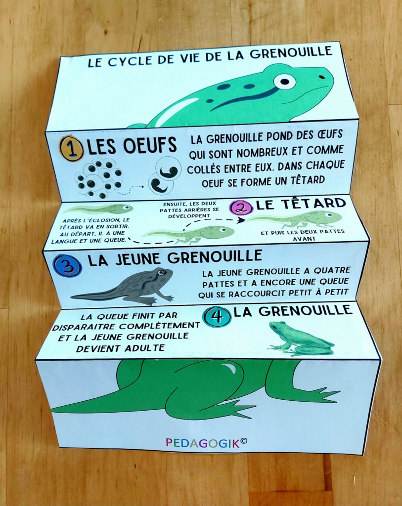 Le cycle de vie de la grenouille - Des outils 100% gratuits pour ...