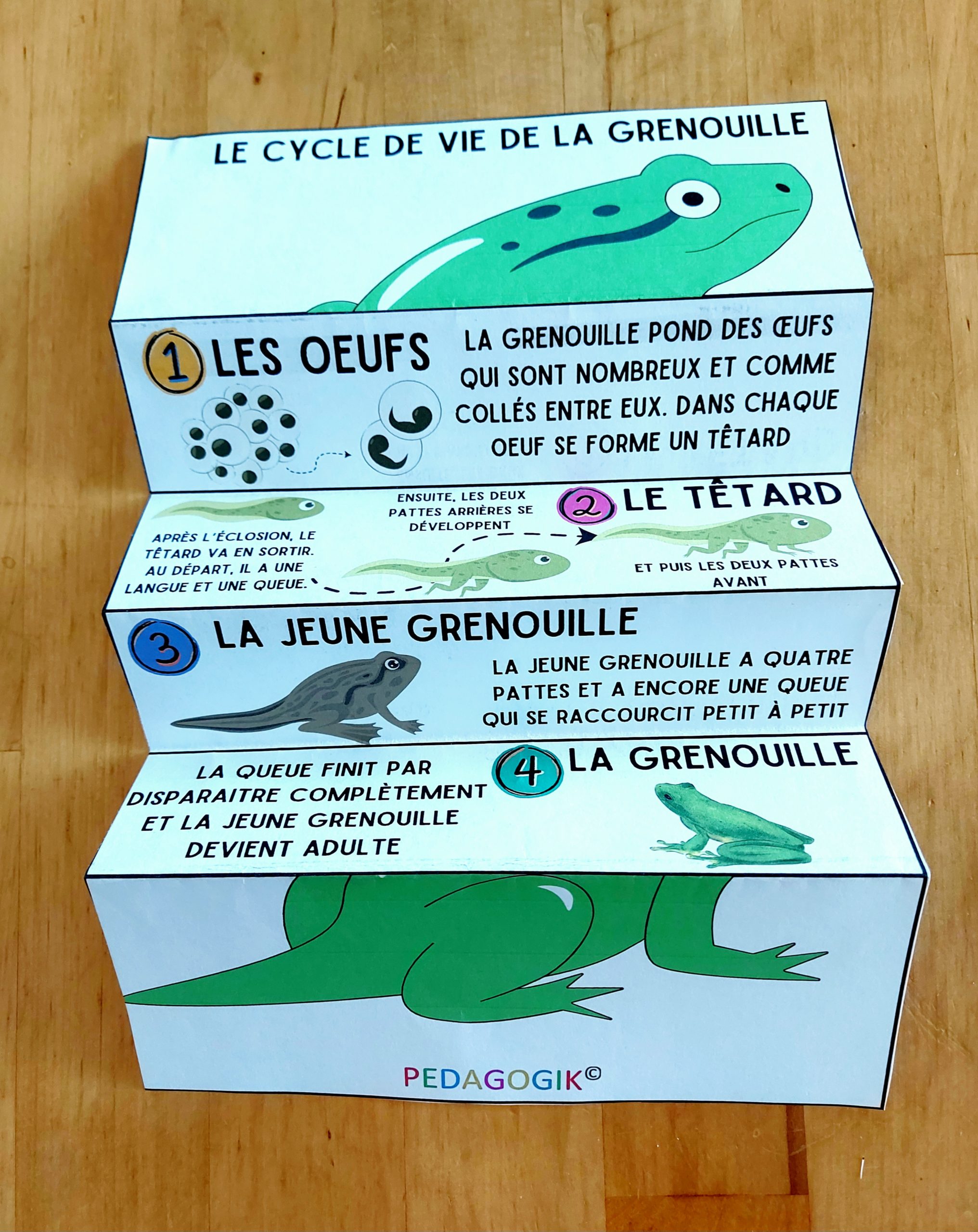Le cycle de vie de la grenouille - Des outils 100% gratuits pour ...