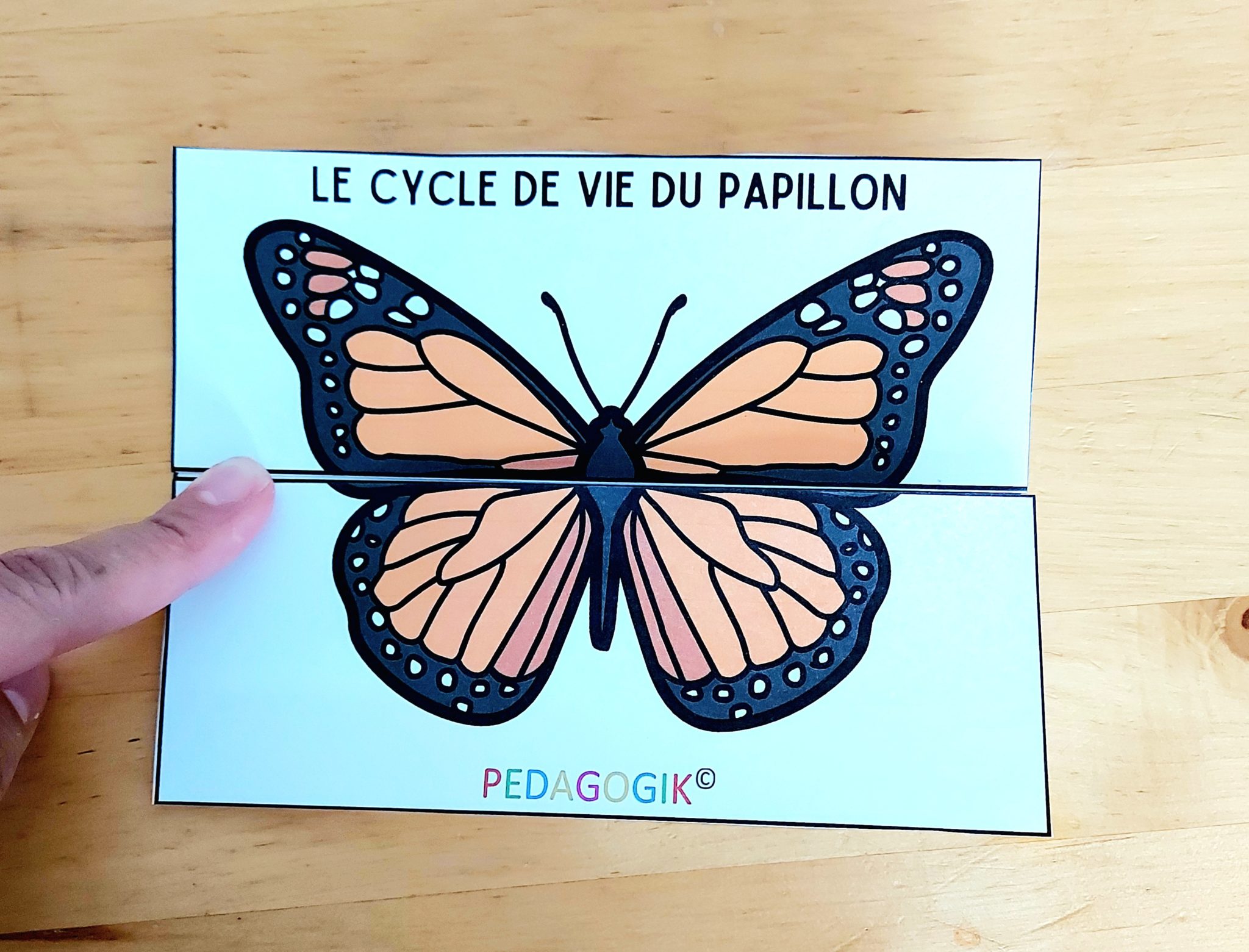 Le cycle de vie du papillon - Des outils 100% gratuits pour retrouver ...