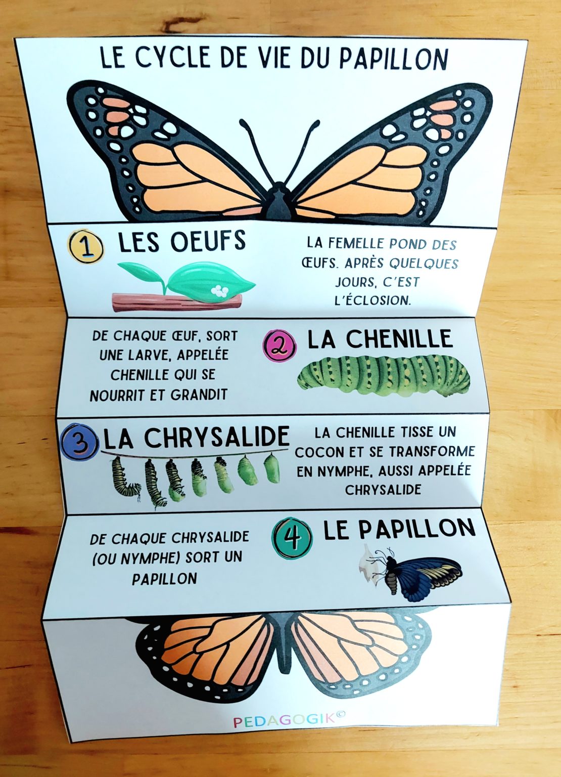 Le cycle de vie du papillon - Des outils 100% gratuits pour retrouver ...