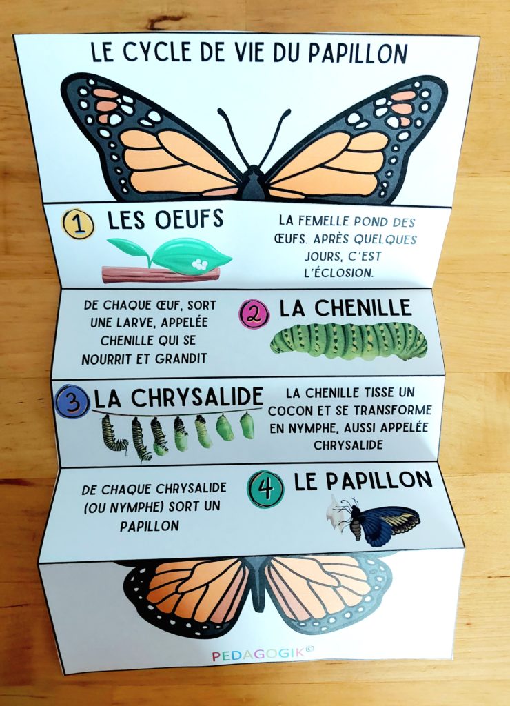 Le cycle de vie du papillon - Des outils 100% gratuits pour retrouver ...